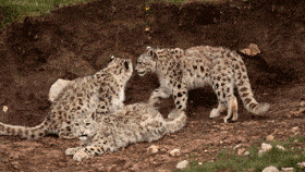 Snow leopard in Qinghai province | Tibetan Trekking Travel Co